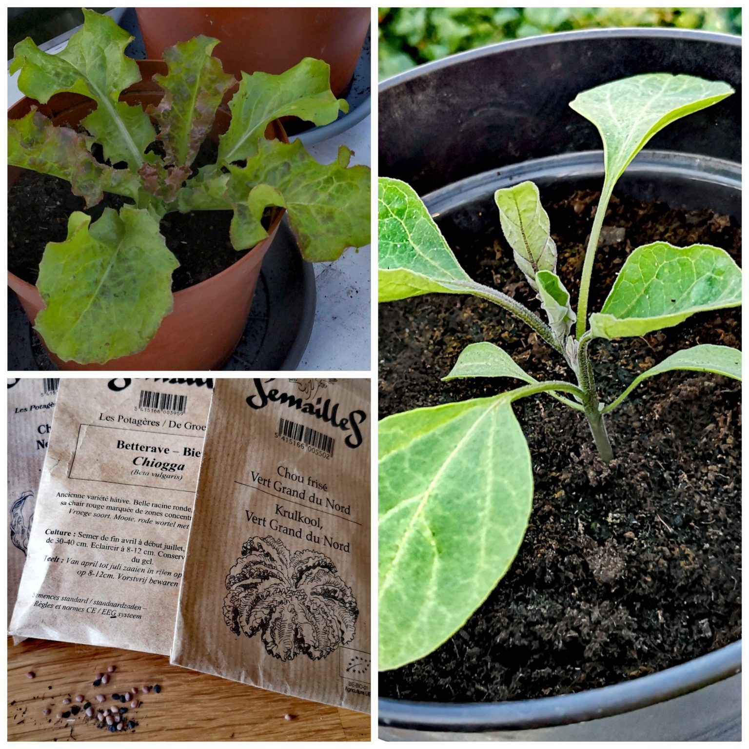 Plantjes of zaadjes | Hoe voeding mijn leven verandert