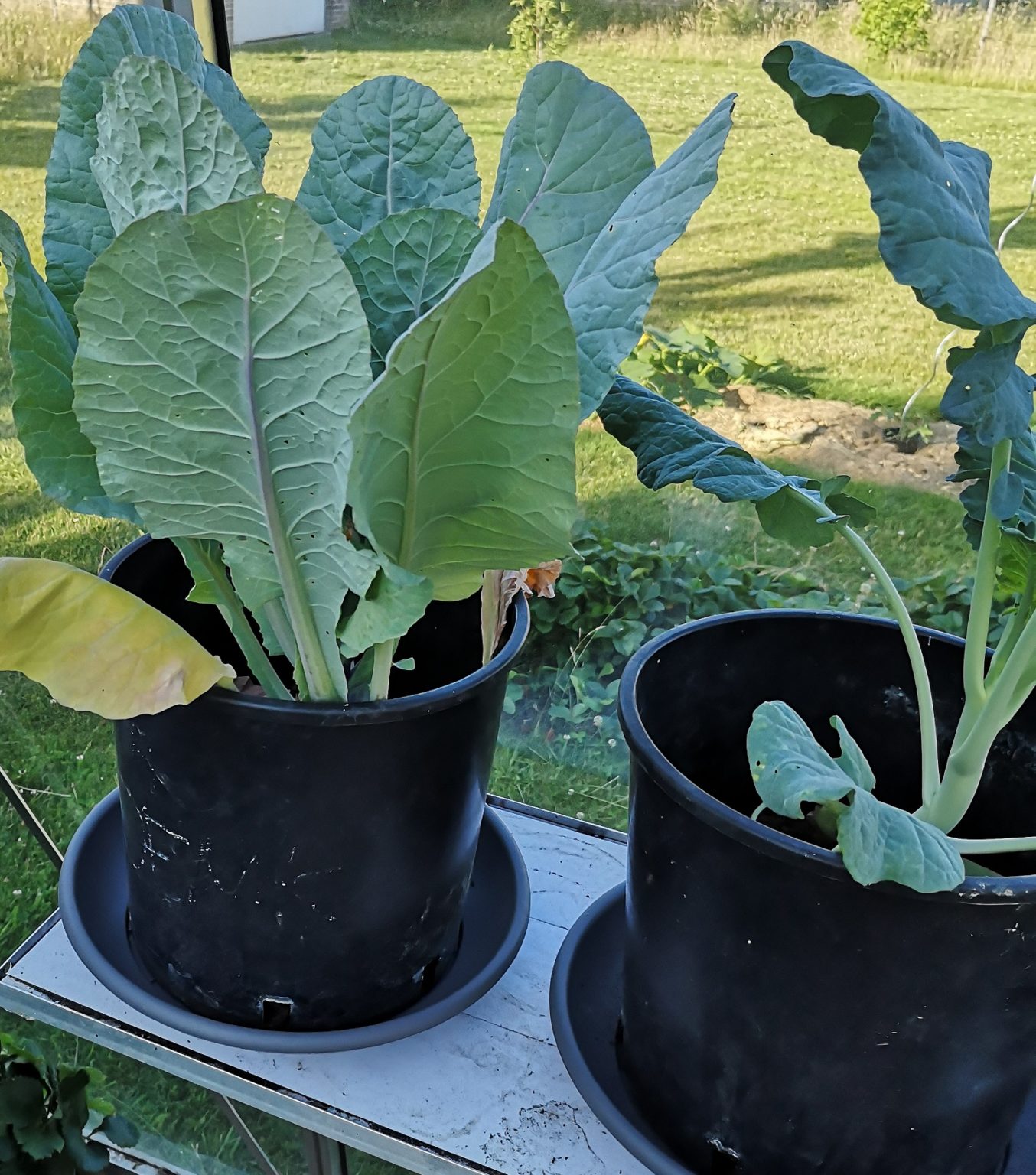 Plantjes of zaadjes | Hoe voeding mijn leven verandert
