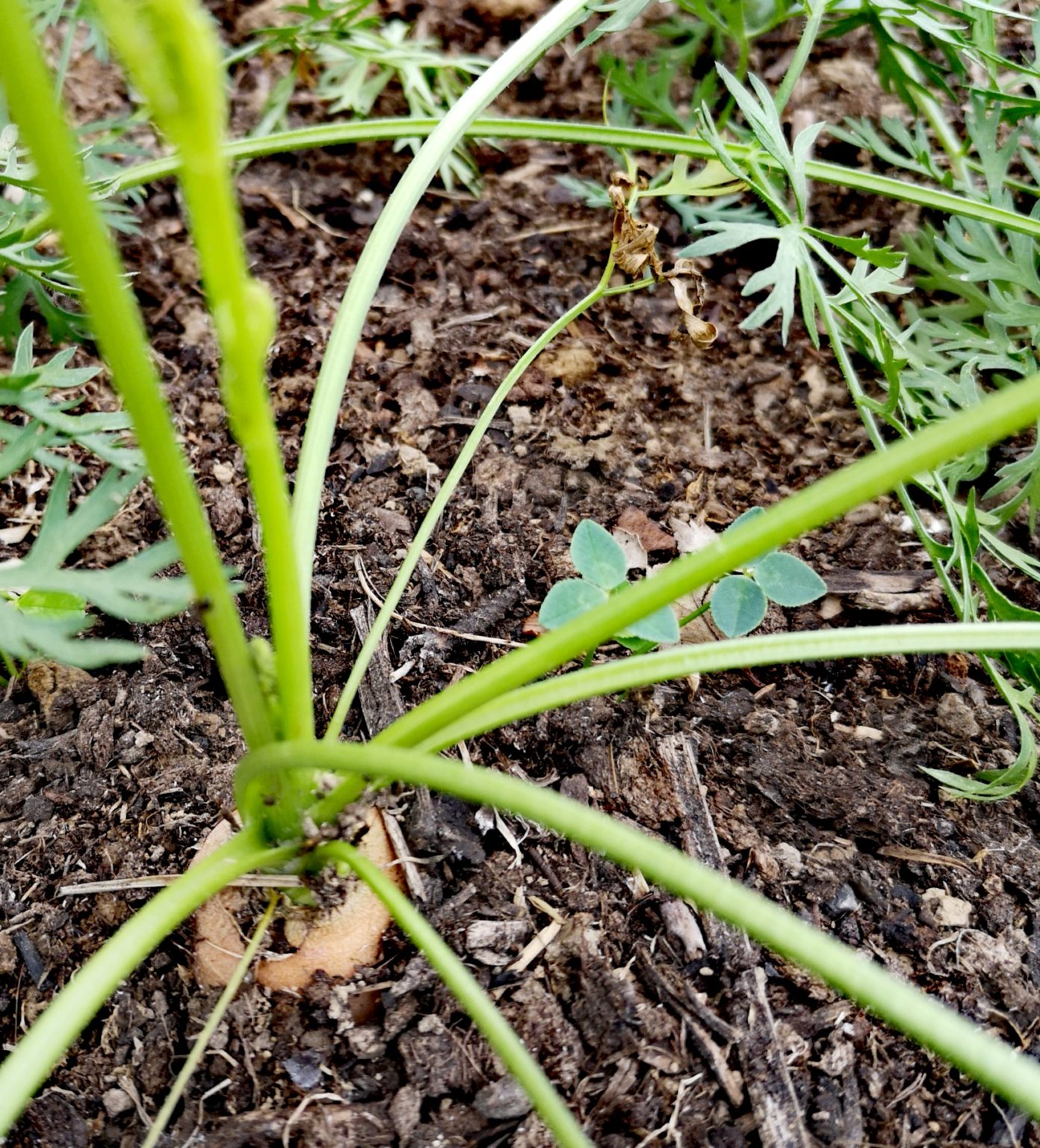 Plantjes of zaadjes | Hoe voeding mijn leven verandert